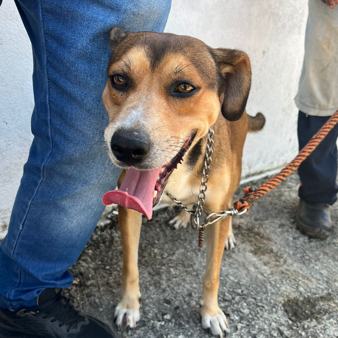 Caramelo é o primeiro cão adotado pelo projeto 'Baby, Me Leva!' em 2024 ...